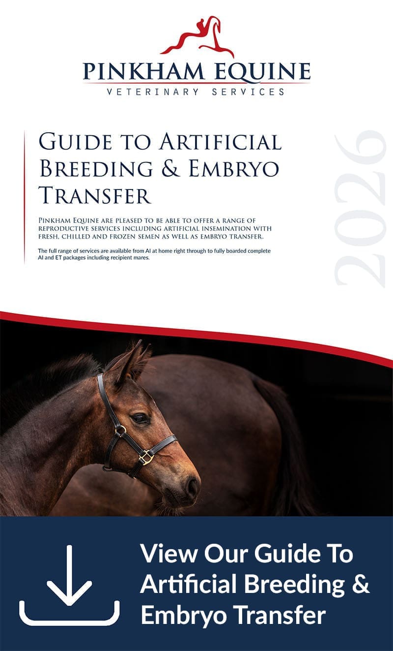 Sport Horse Breeding | Pinkham Equine Vets